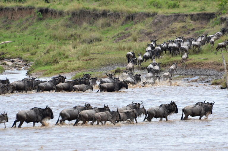 What is Tanapa in Tanzania? - All Tanzania Safaris