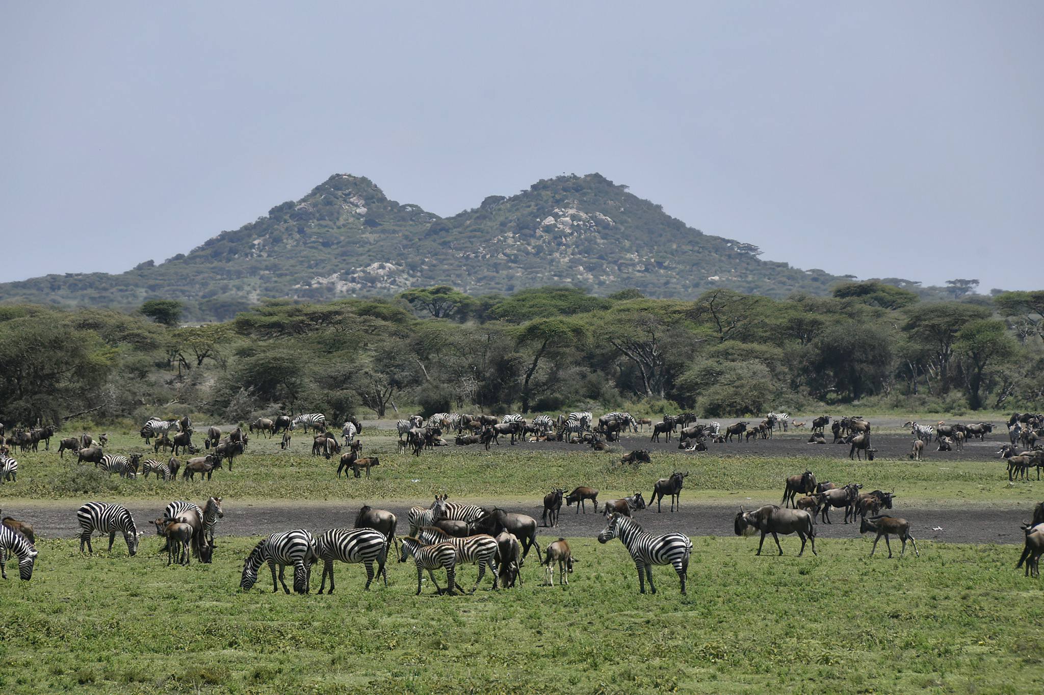 The great migration in Serengeti National Park, All you Need